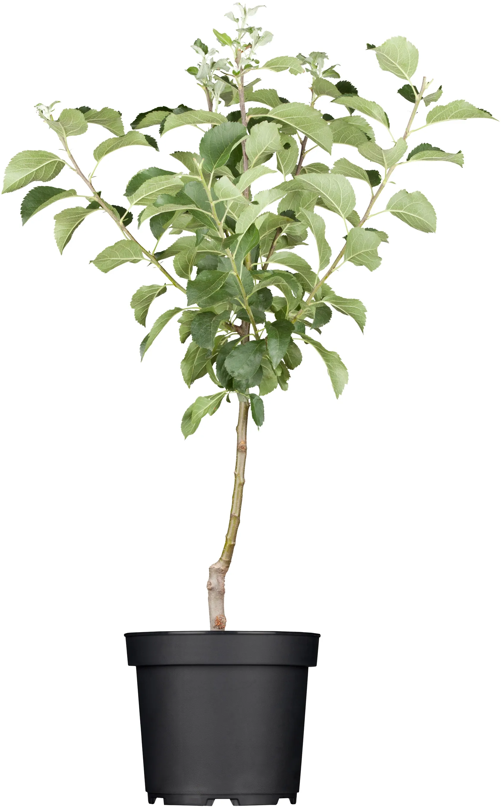 Apfelbaum kaufen bei OBI